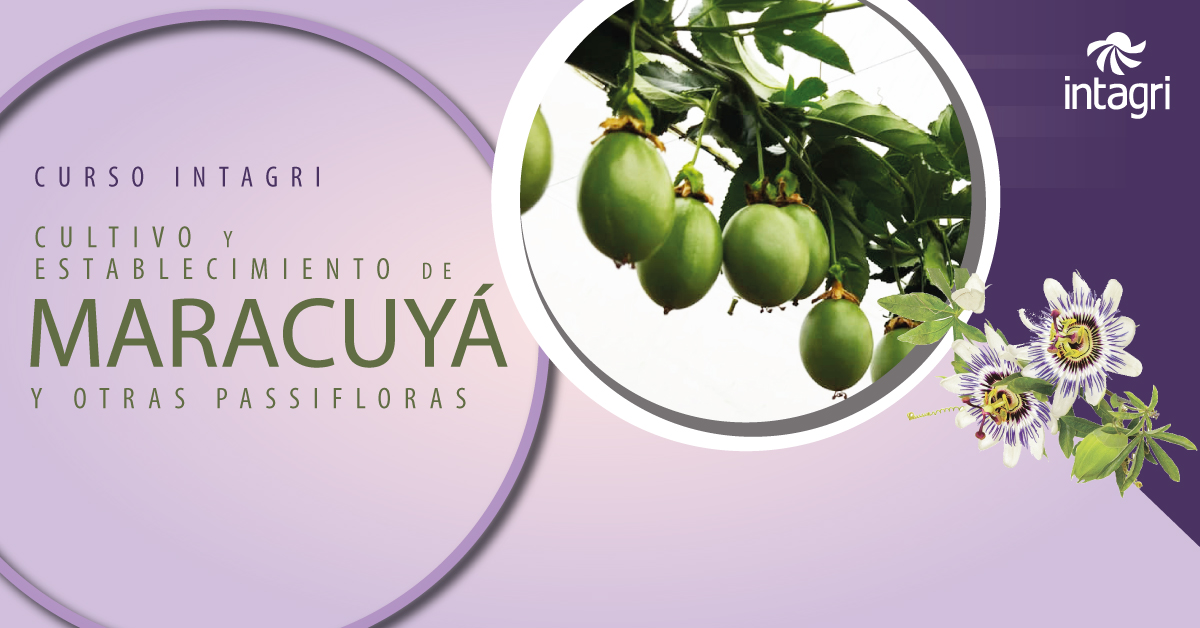 Curso Virtual Intagri de Cultivo y Establecimiento de Maracuya y otras Passifloras - Información ...